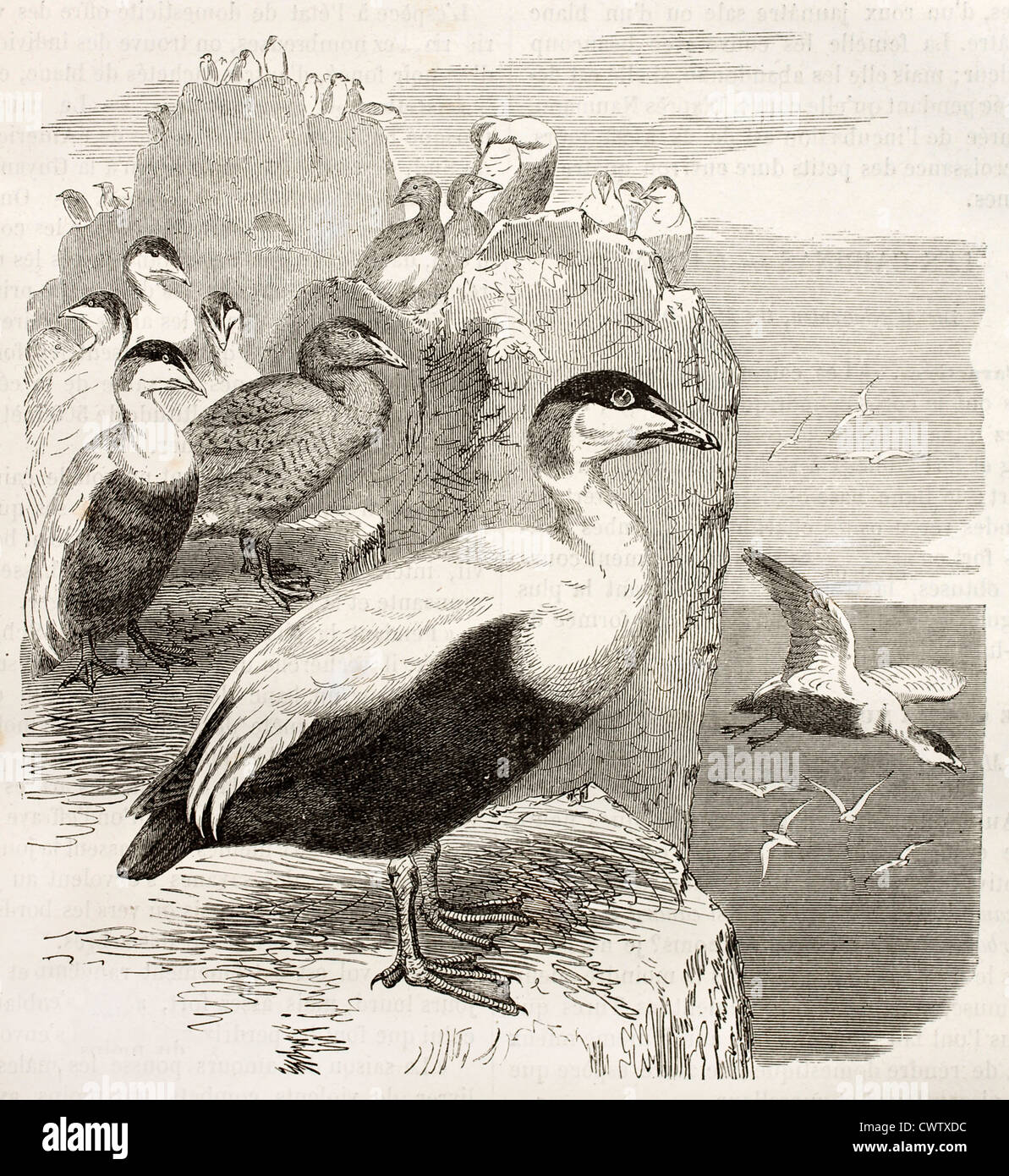 Drawing of the common eider hi-res stock photography and images - Alamy