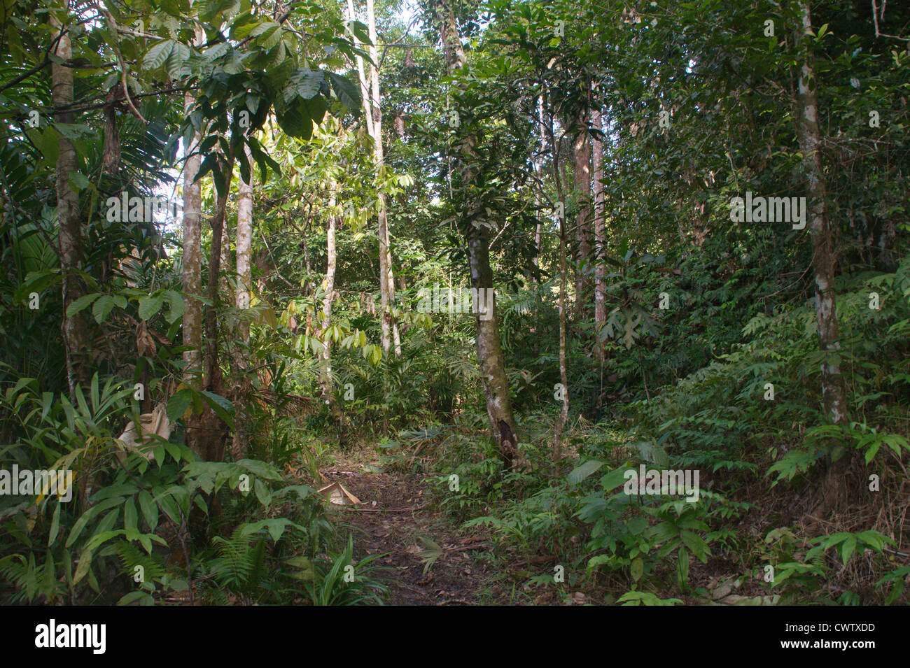 Jungle trail at Simunjan Stock Photo - Alamy