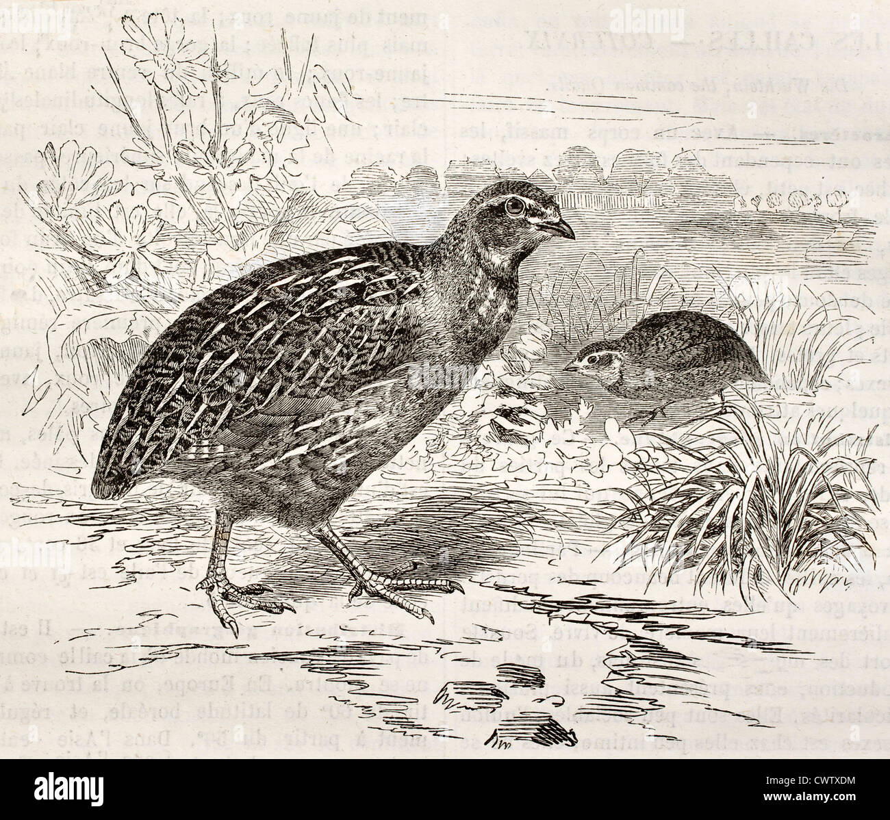 Common quail illustration hi-res stock photography and images - Alamy