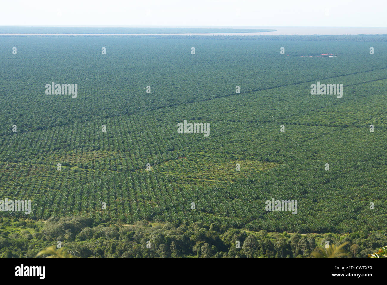 palm oil estate at Simunjan viewed from Simunjan hill Stock Photo - Alamy