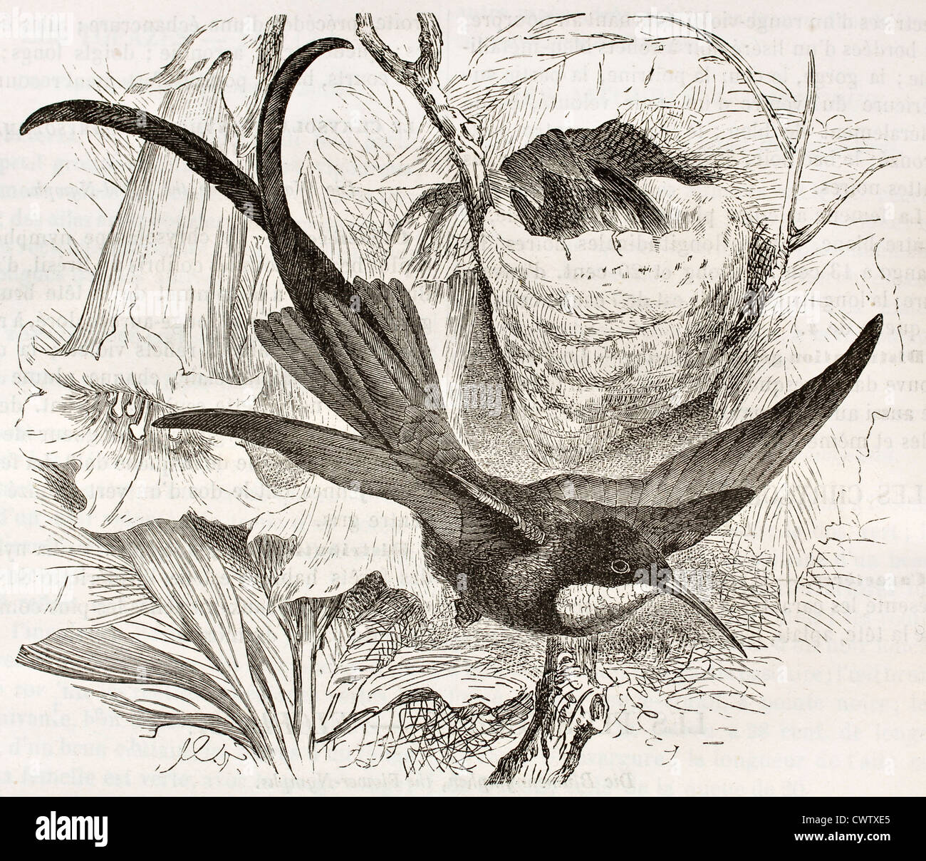 Topaz hummingbird painting hi-res stock photography and images - Alamy