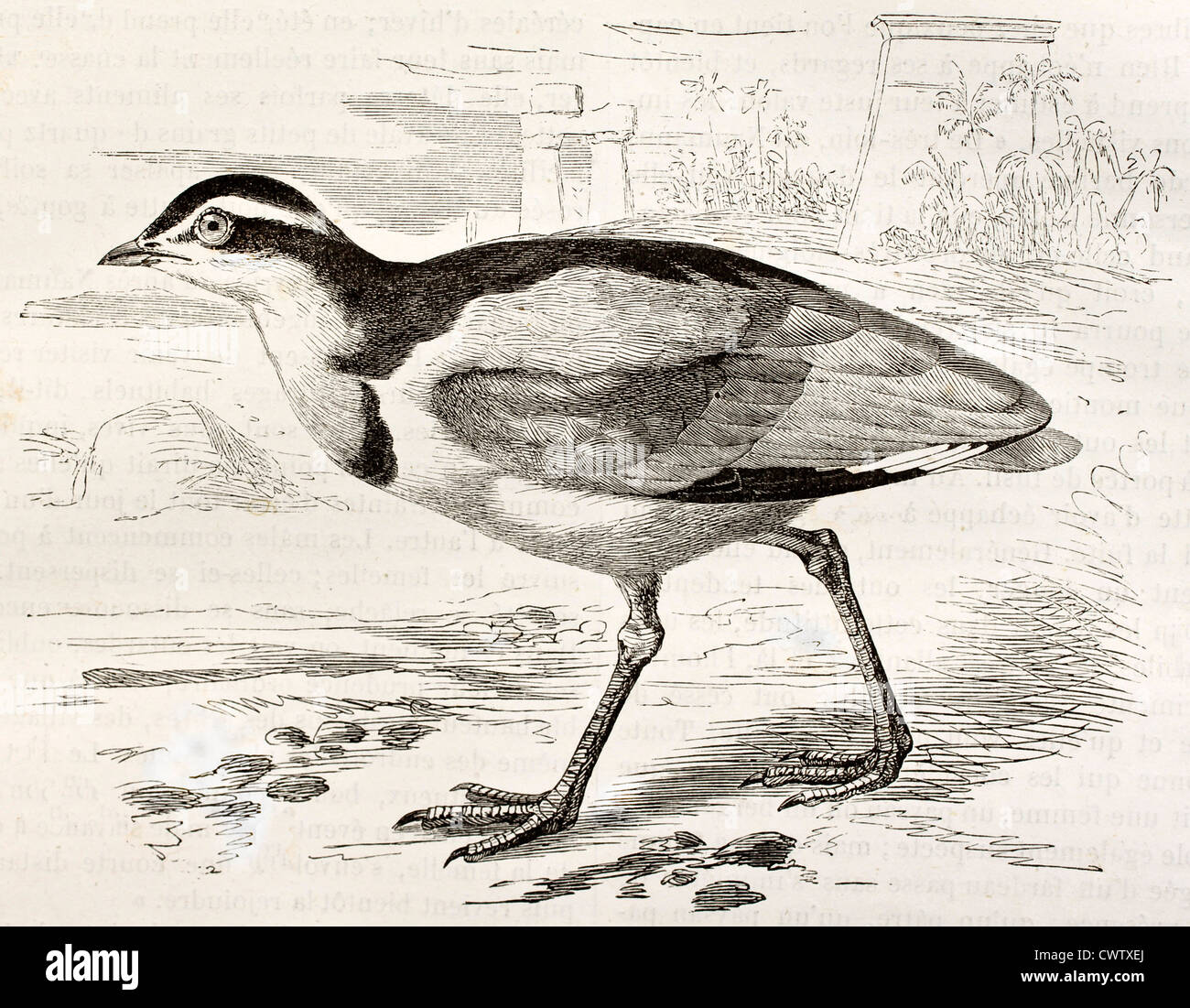 Plover bird design hi-res stock photography and images - Alamy