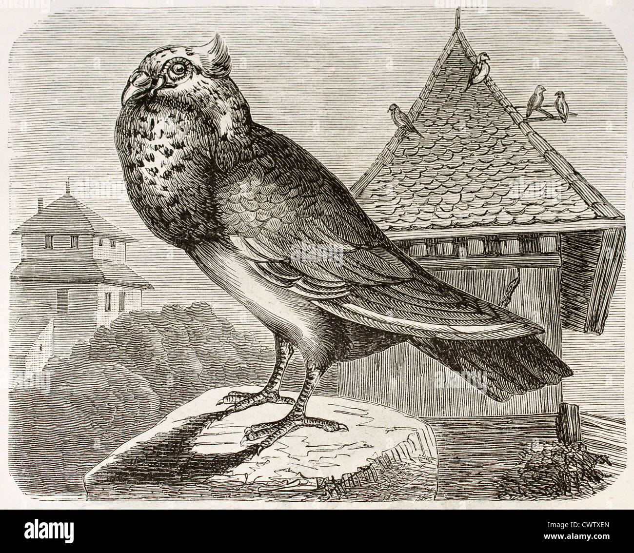 English pouter hi-res stock photography and images - Alamy