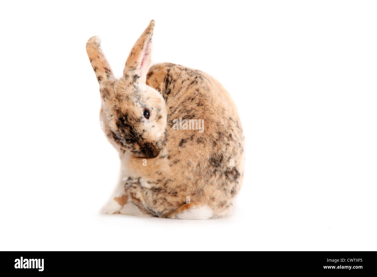 Spotted bunny hi-res stock photography and images - Alamy