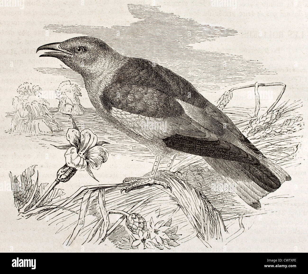 European Roller old illustration Stock Photo - Alamy