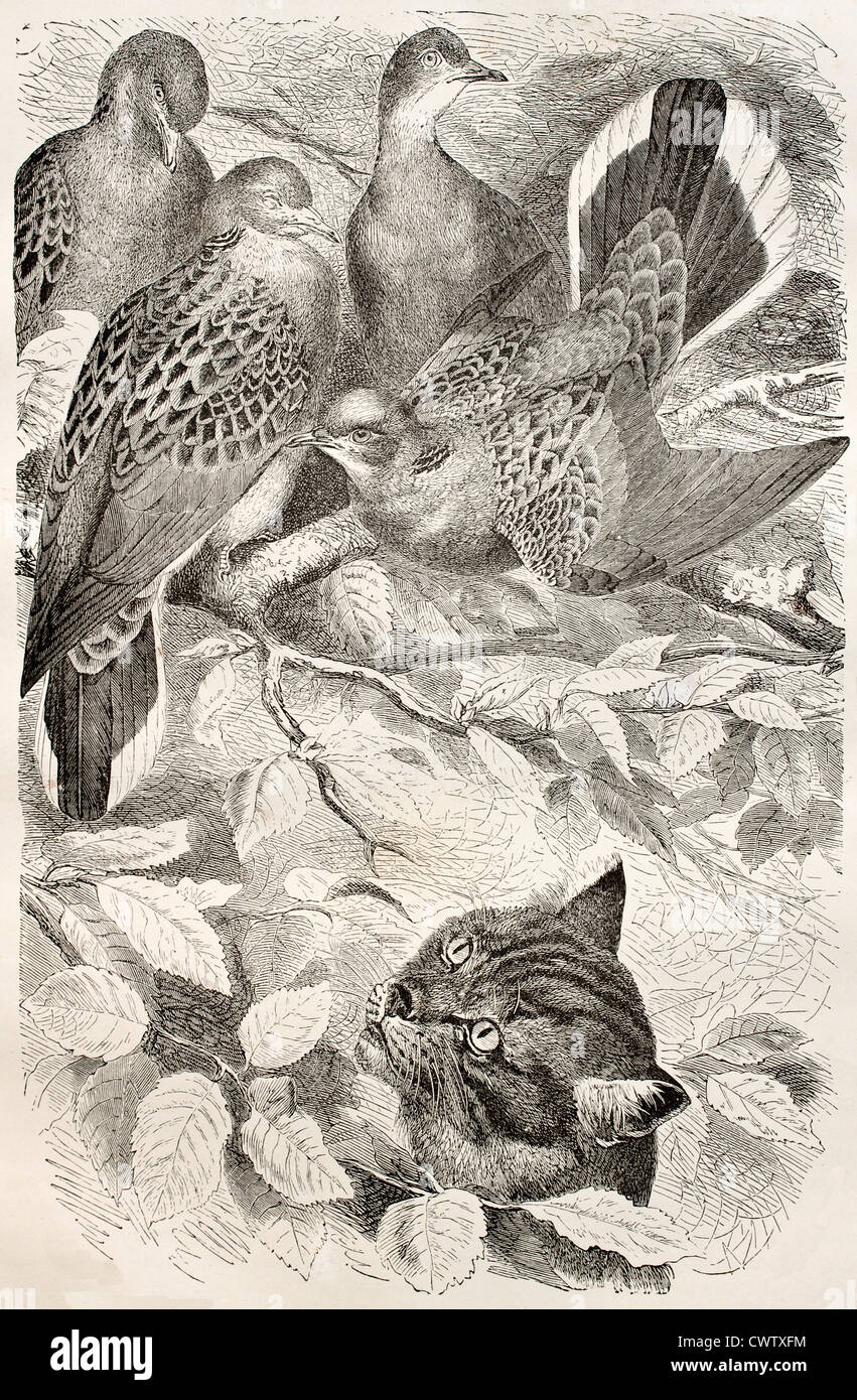 Ancient wild cat hi-res stock photography and images - Alamy