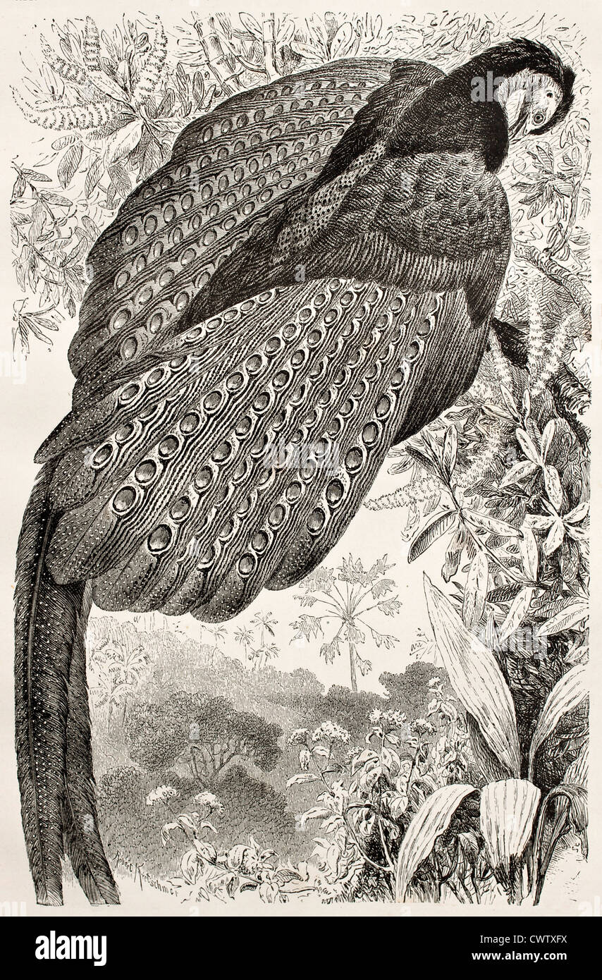 Great Argus Pheasant Stock Photo - Alamy