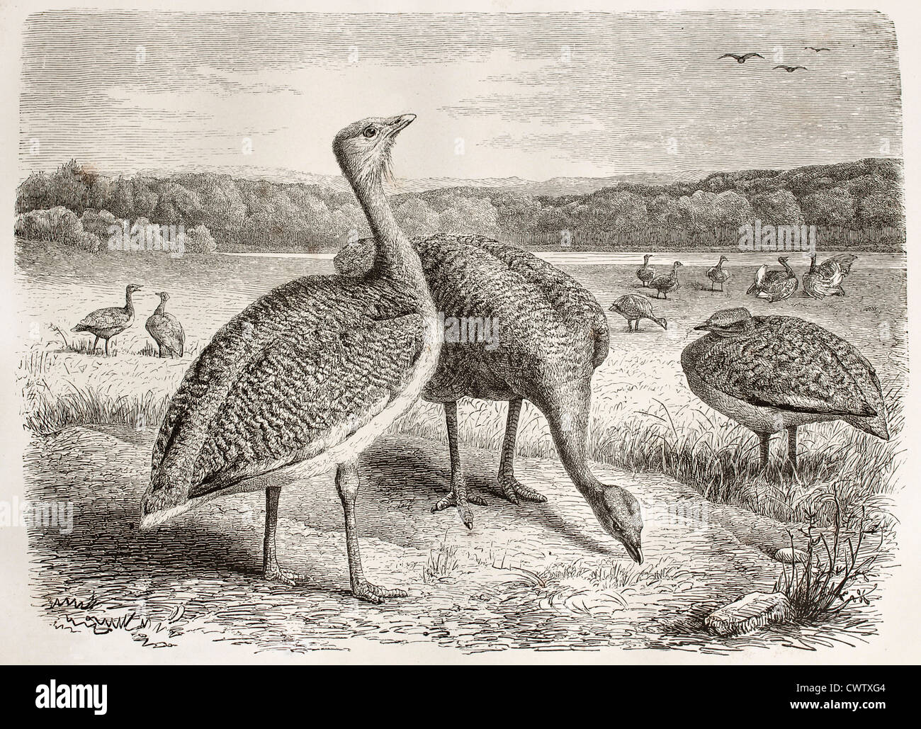 Bustard illustration hi-res stock photography and images - Alamy