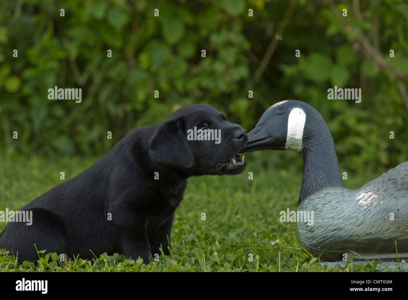 Black lab and popular dog breed hi-res stock photography and images - Alamy
