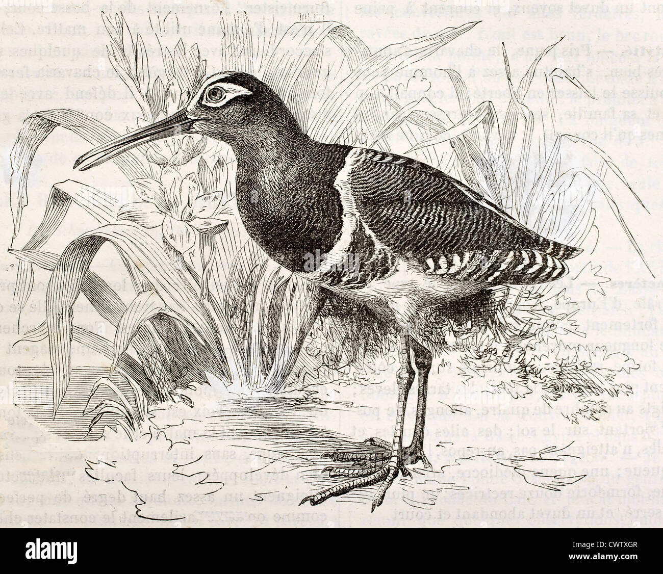 Greater Painted Snipe old illustration Stock Photo - Alamy