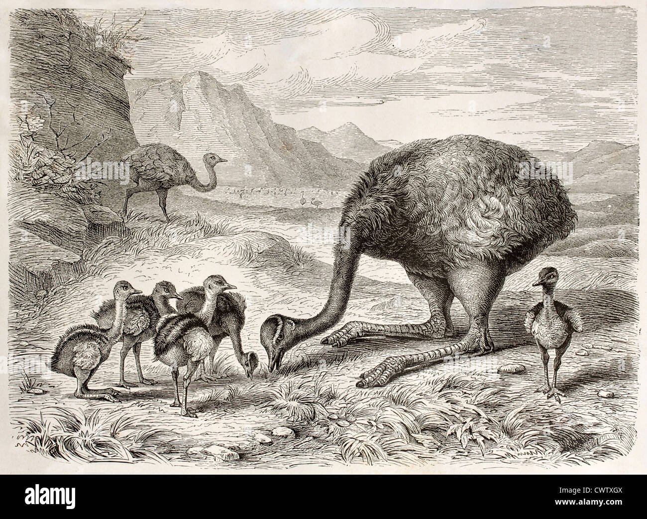 Rhea bird drawing hi-res stock photography and images - Alamy