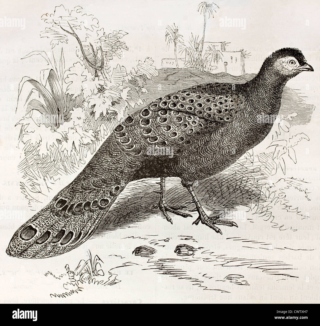 Pheasant drawing hi-res stock photography and images - Alamy