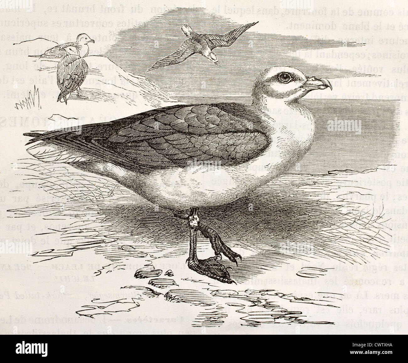 Petrel drawing hi-res stock photography and images - Alamy