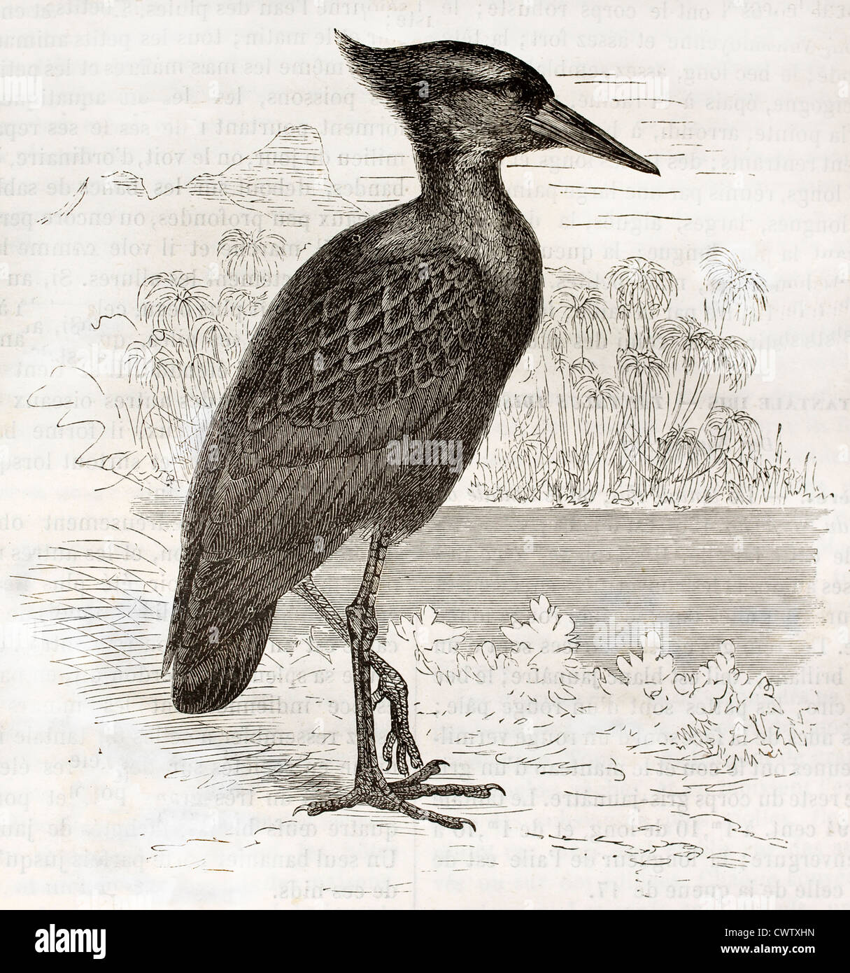 Hamerkop old illustration Stock Photo - Alamy