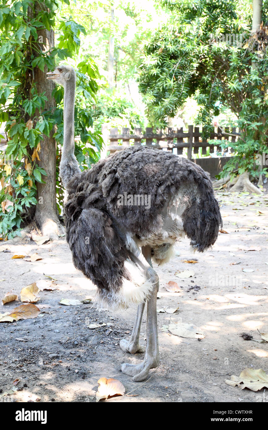 portrait of ostrich Stock Photo - Alamy