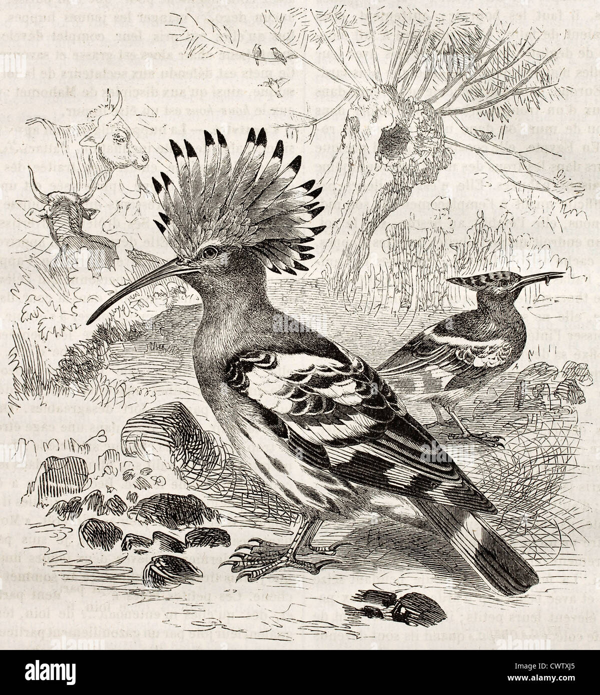 Hoopoe drawing hi-res stock photography and images - Alamy