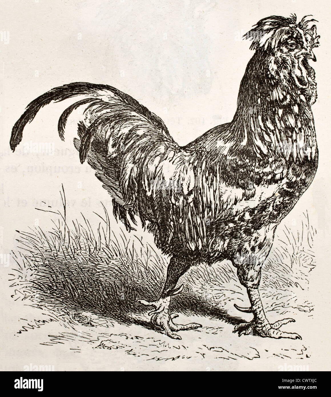 Houdan chicken old illustration Stock Photo - Alamy