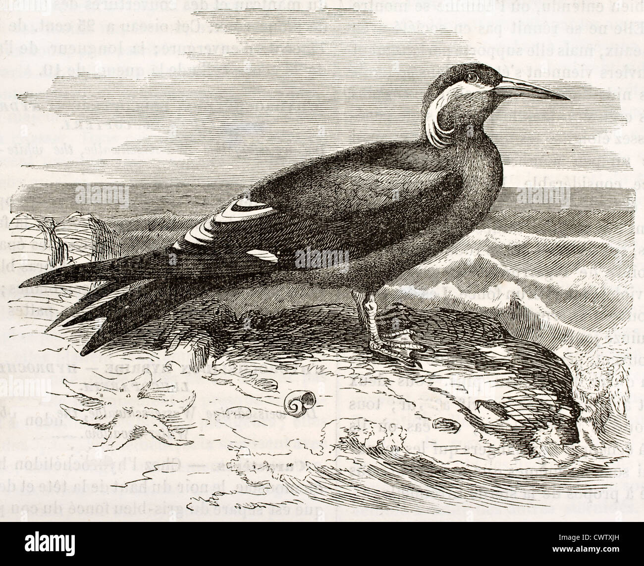 Vintage tern artwork hi-res stock photography and images - Alamy