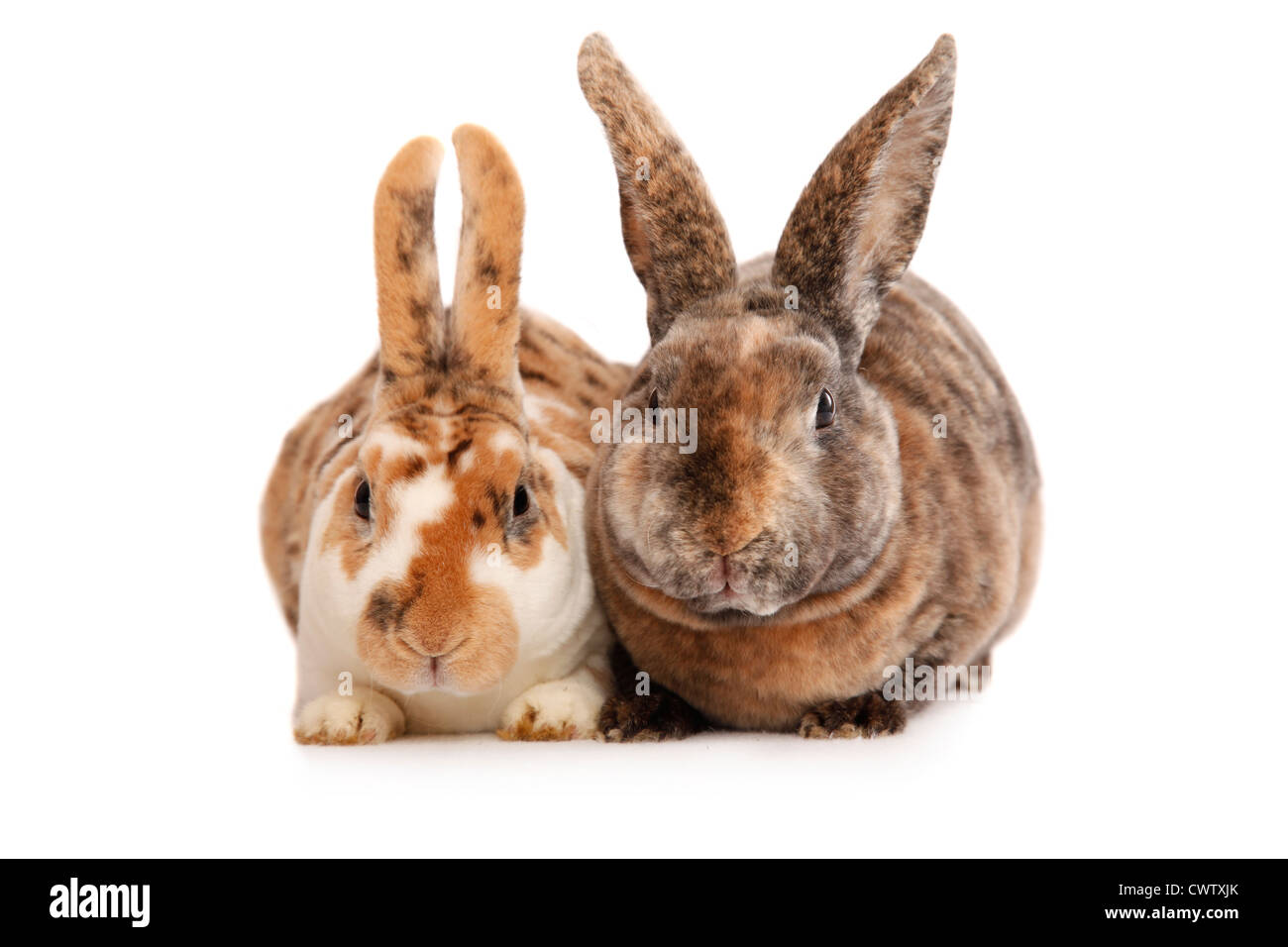 Japanese bunny hi-res stock photography and images - Alamy