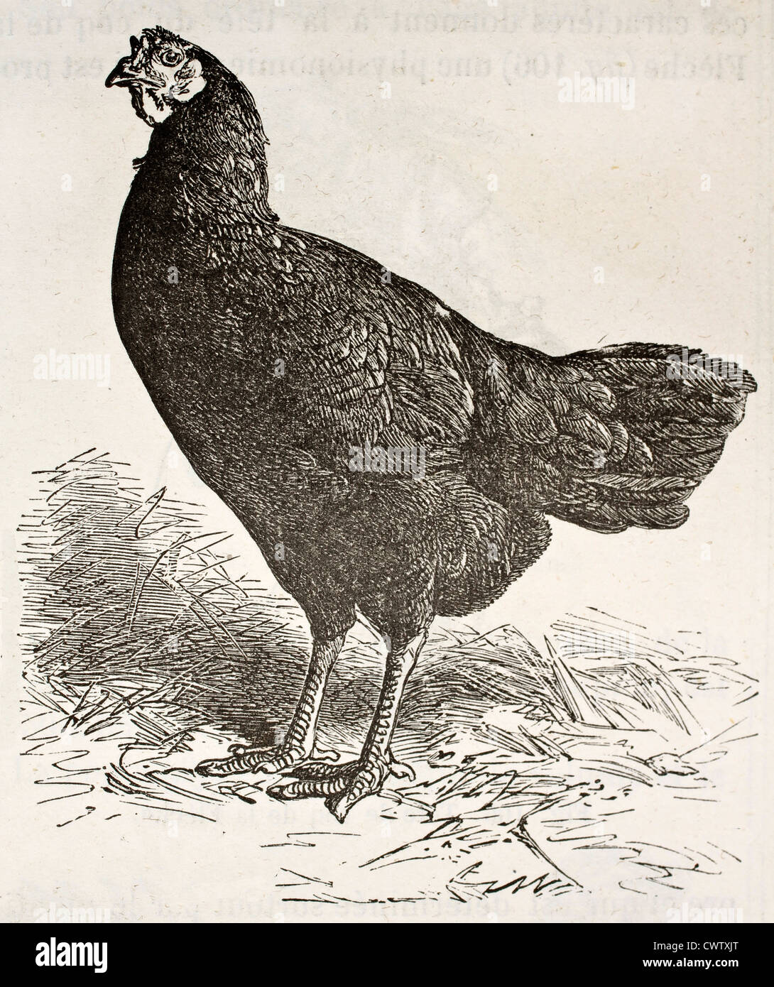 La Fleche chicken Stock Photo - Alamy