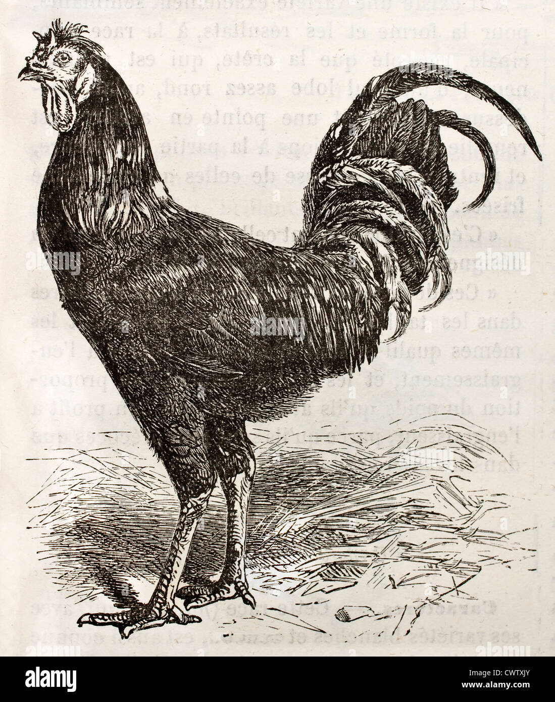 La Fleche chicken Stock Photo - Alamy