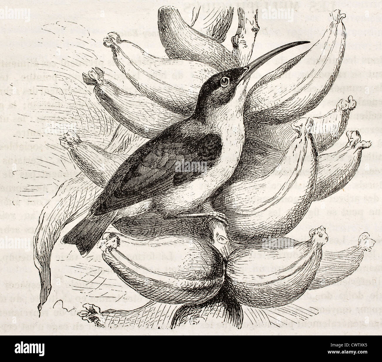 Wren bird illustration hi-res stock photography and images - Alamy