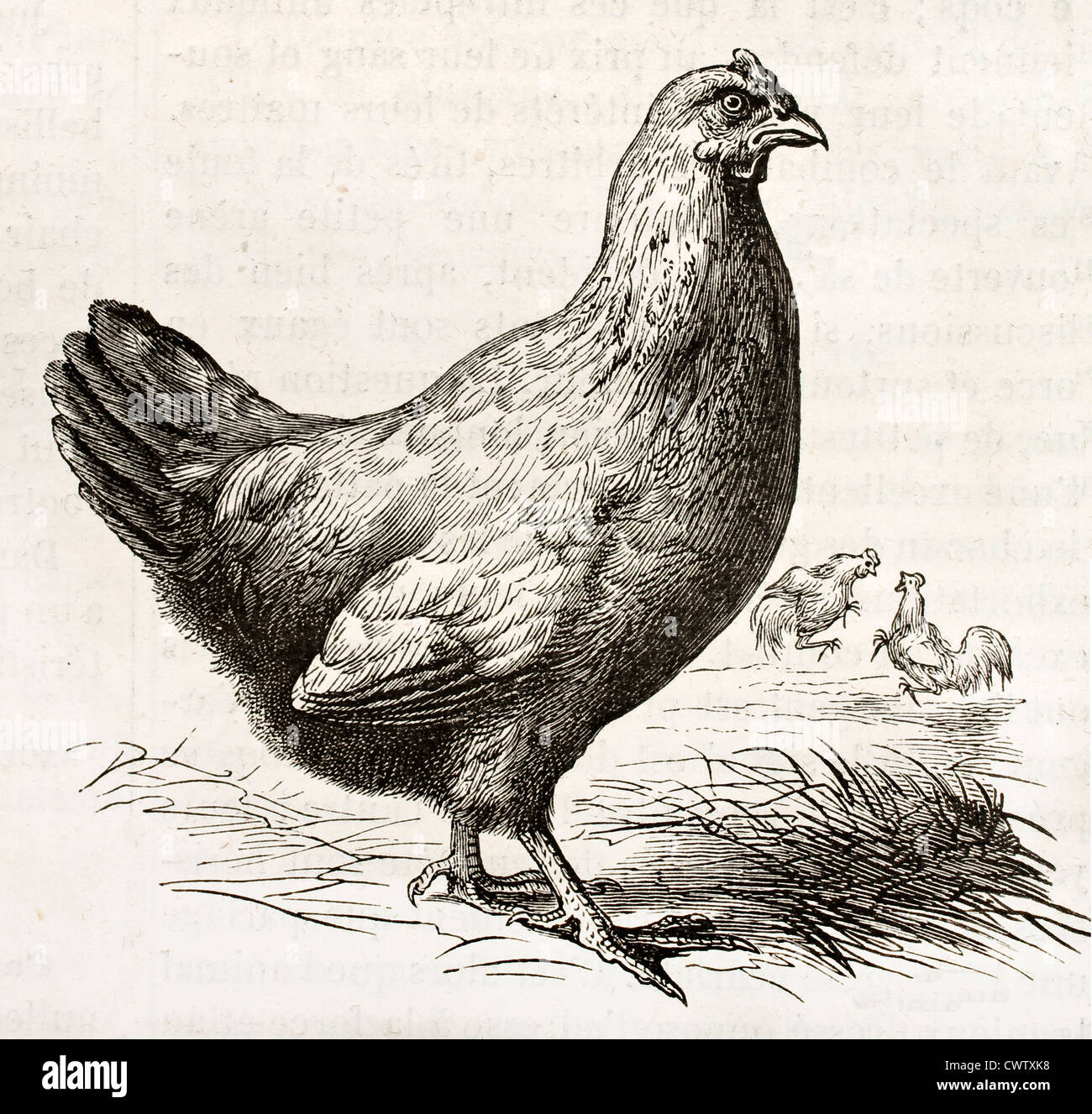 Malay hen old illustration Stock Photo - Alamy