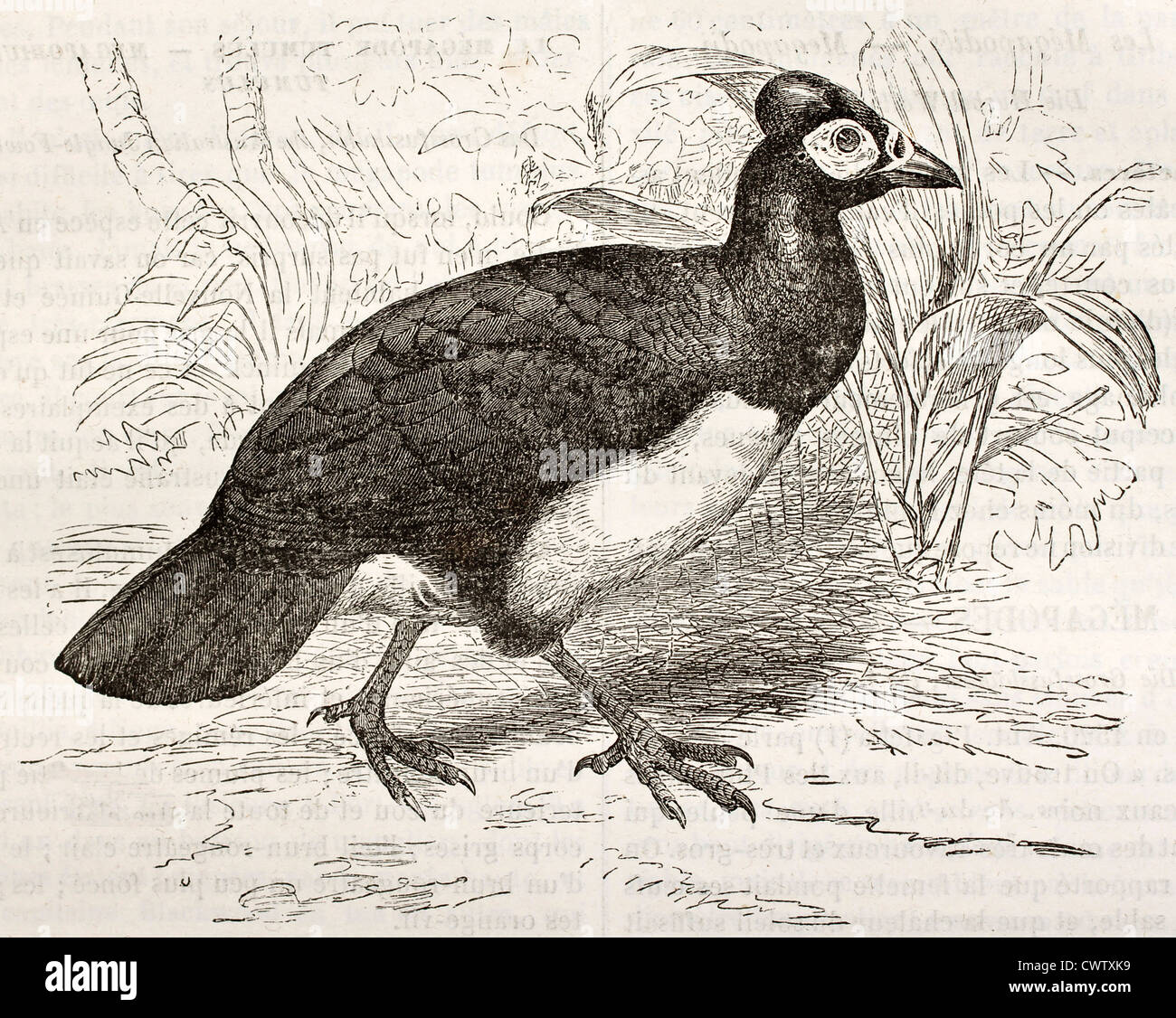 Macrocephalon maleo hi-res stock photography and images - Alamy