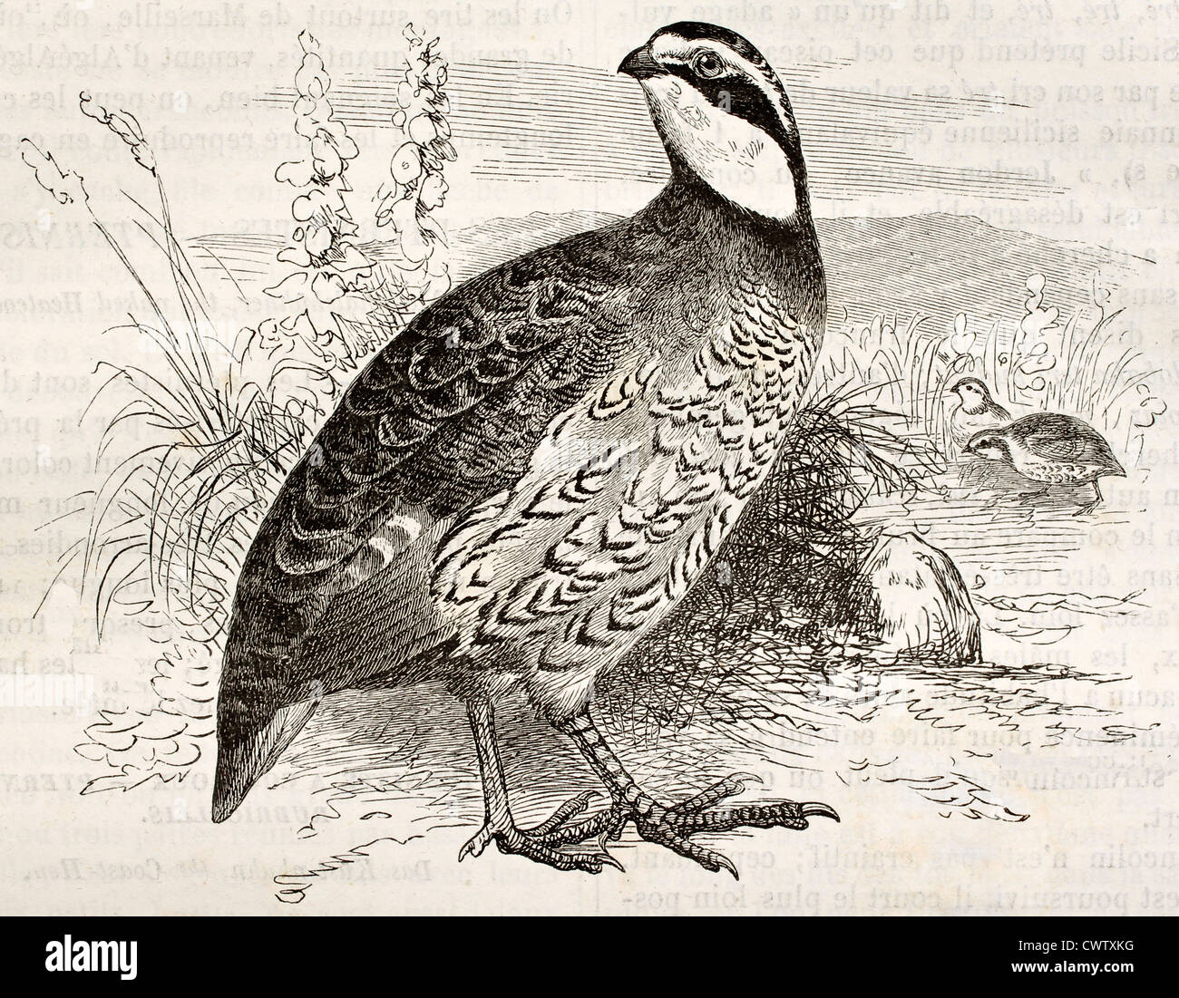 Bobwhite quail feather hi-res stock photography and images - Alamy