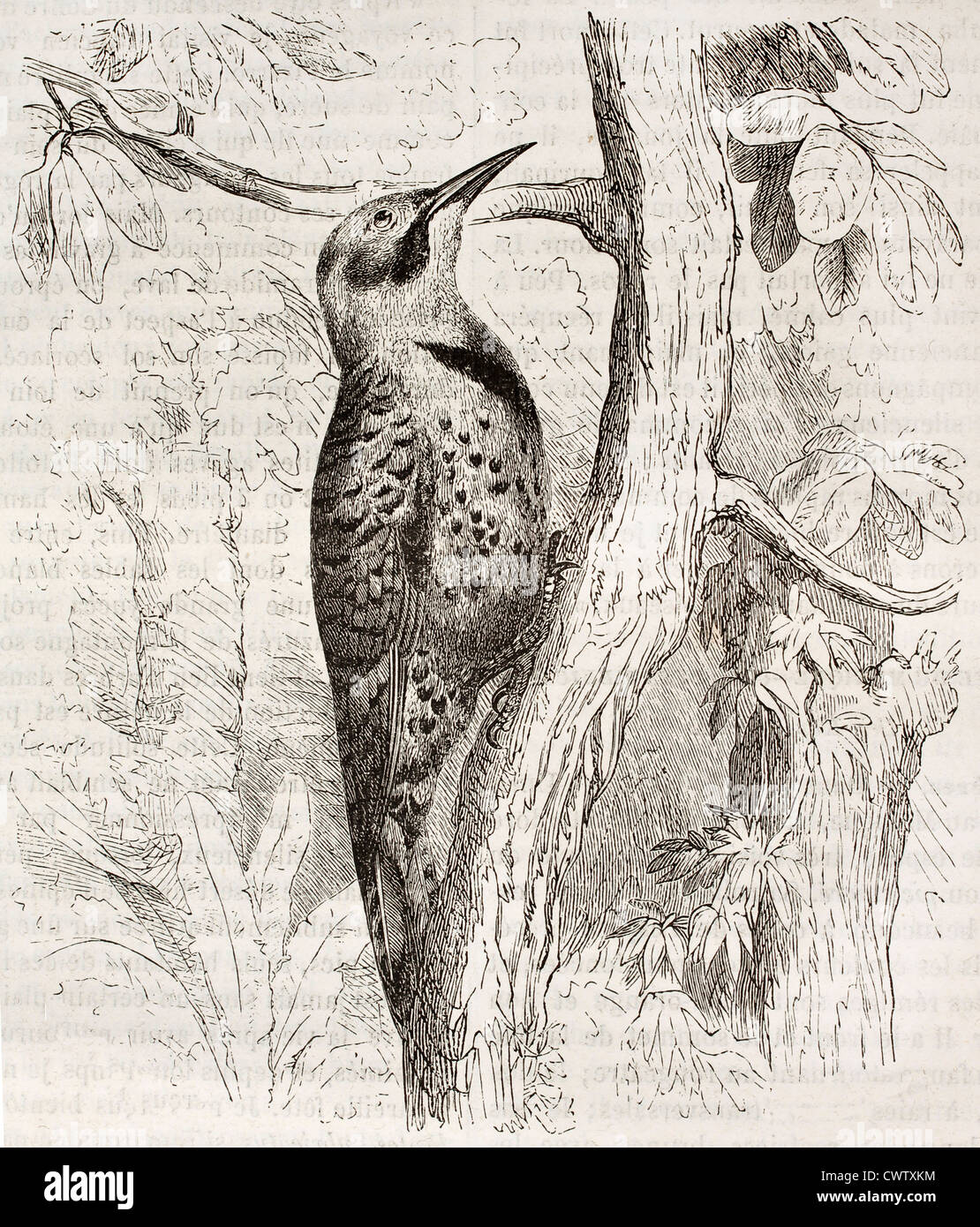 Tail flicker hi-res stock photography and images - Alamy