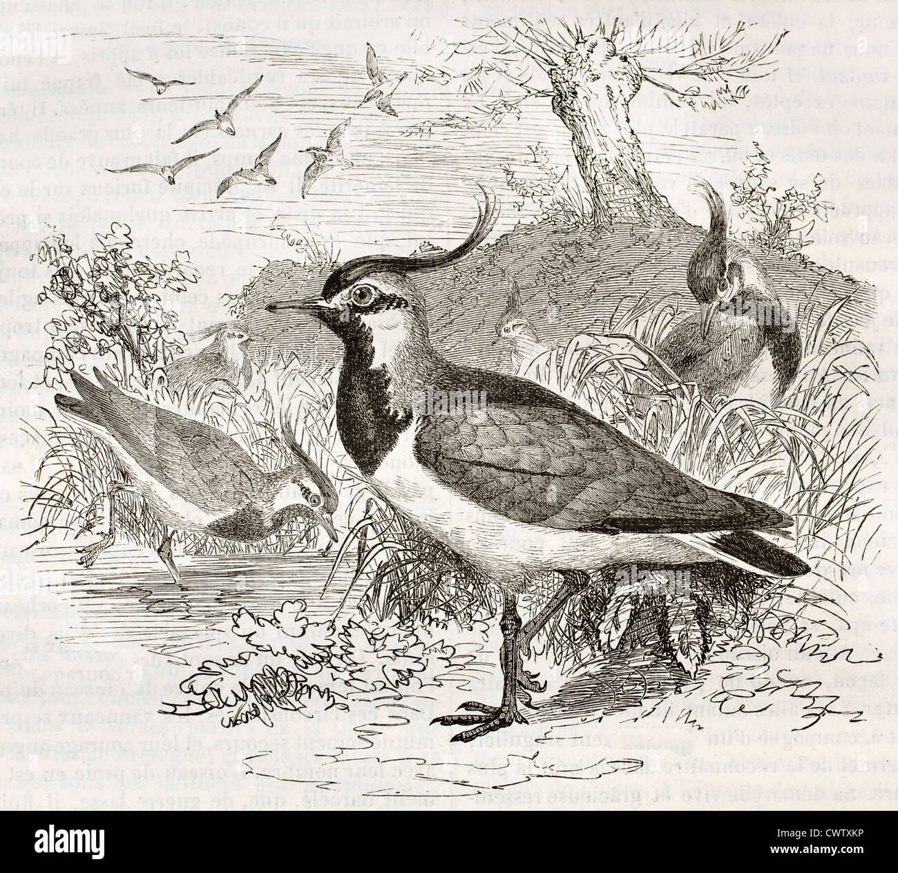Northern lapwing drawing hi-res stock photography and images - Alamy