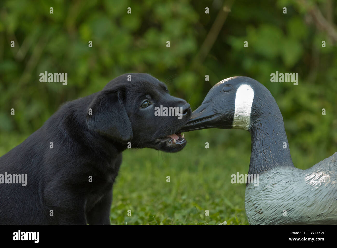 Black Labrador puppy and goose decoy Stock Photo - Alamy