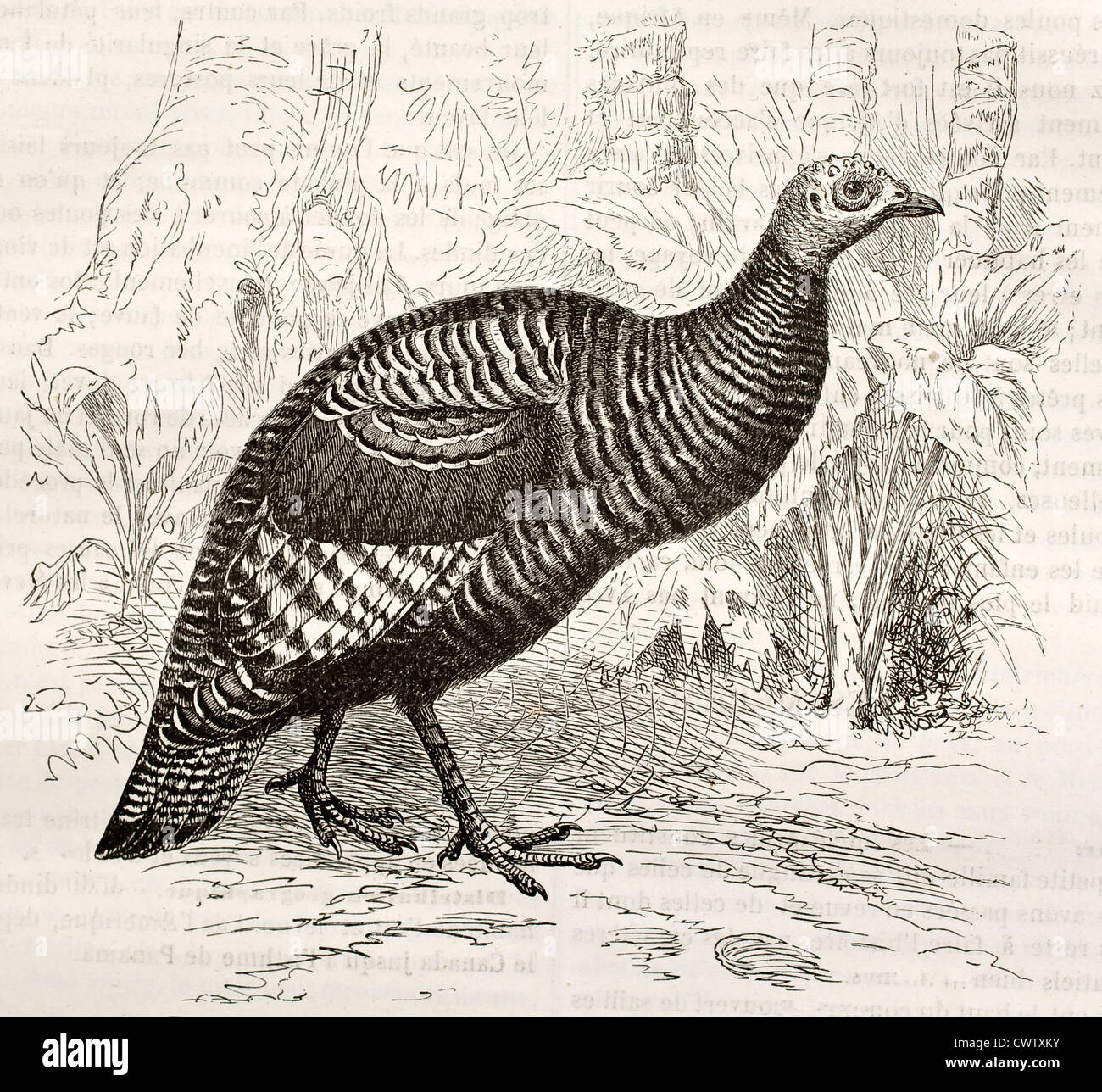 Turkey bird drawing hi-res stock photography and images - Alamy