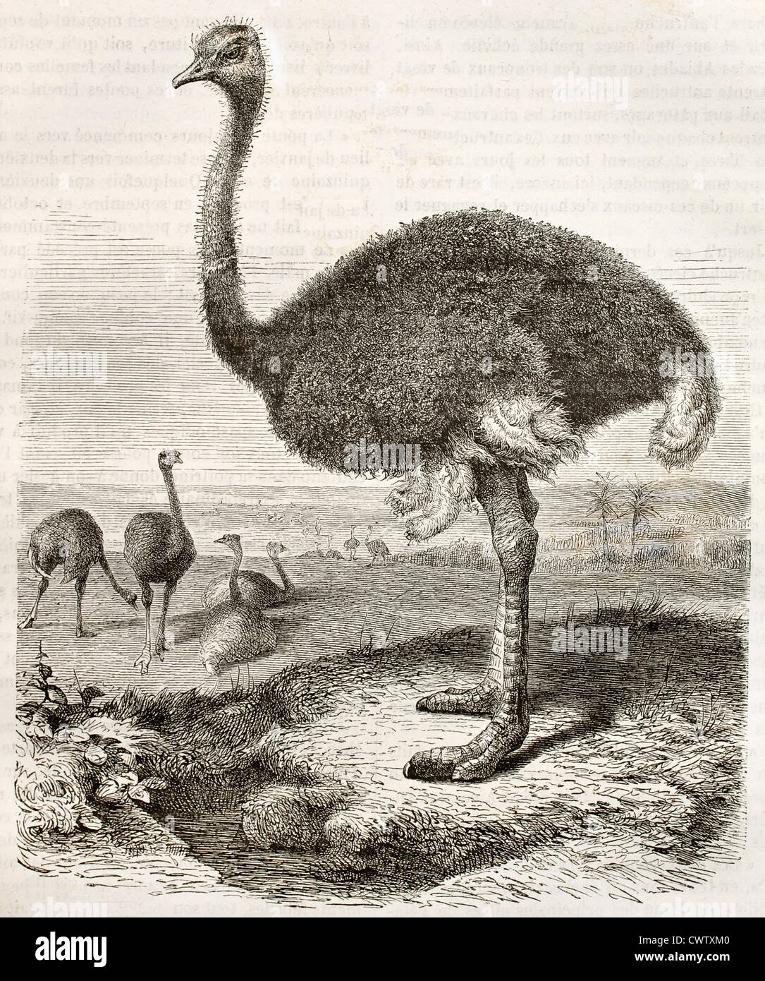 Ancient ostrich drawing hi-res stock photography and images - Alamy