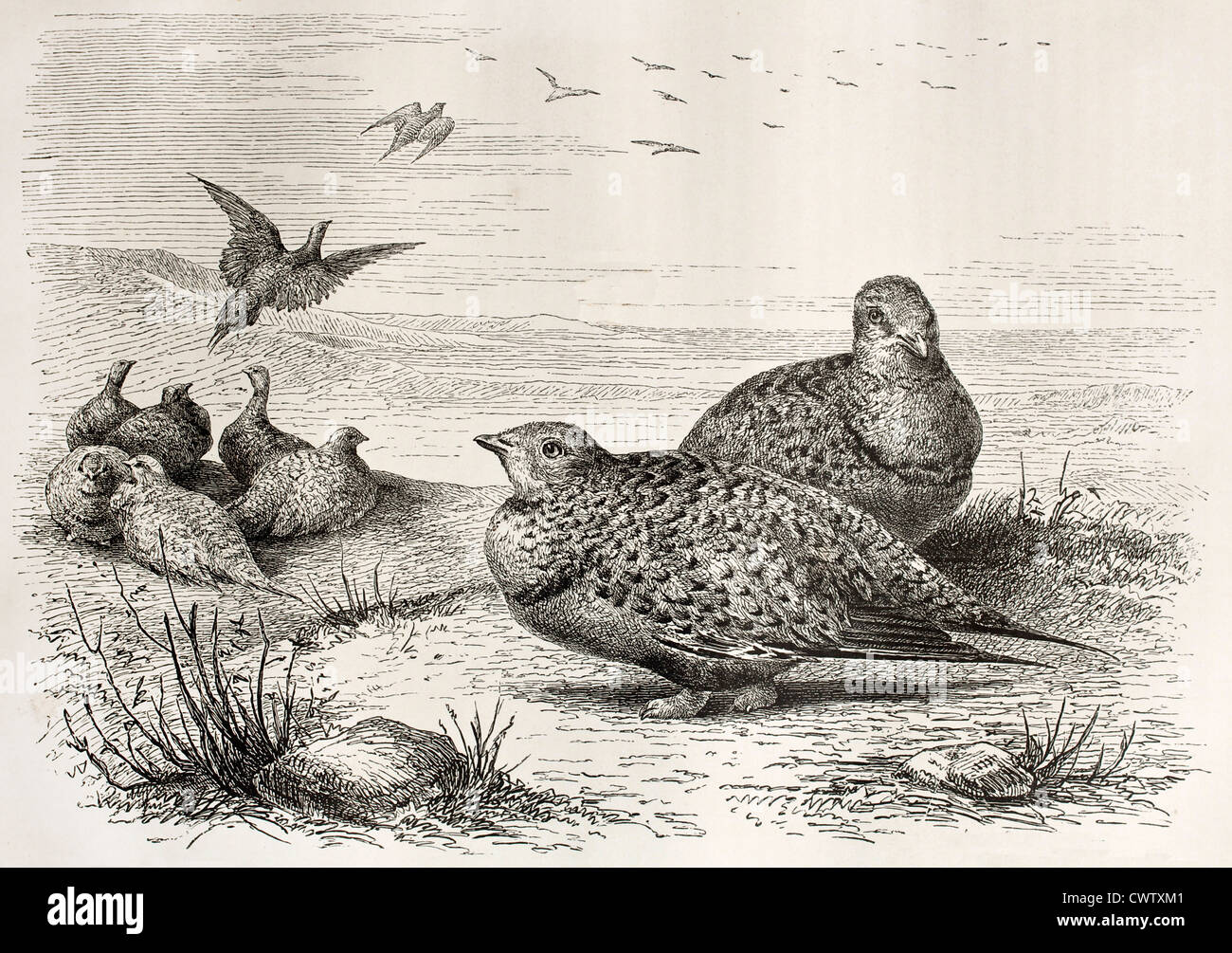 Sandgrouse illustration hi-res stock photography and images - Alamy