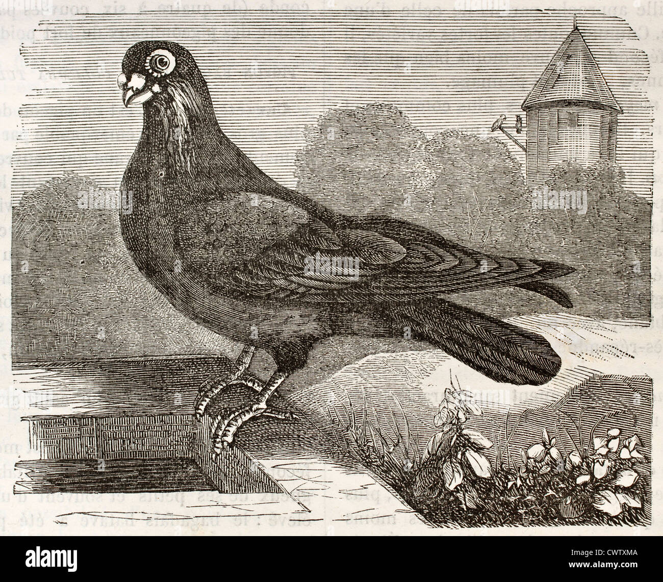 Polish pigeon hi-res stock photography and images - Alamy