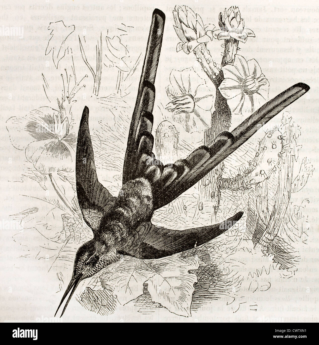 Red tailed comet hi-res stock photography and images - Alamy