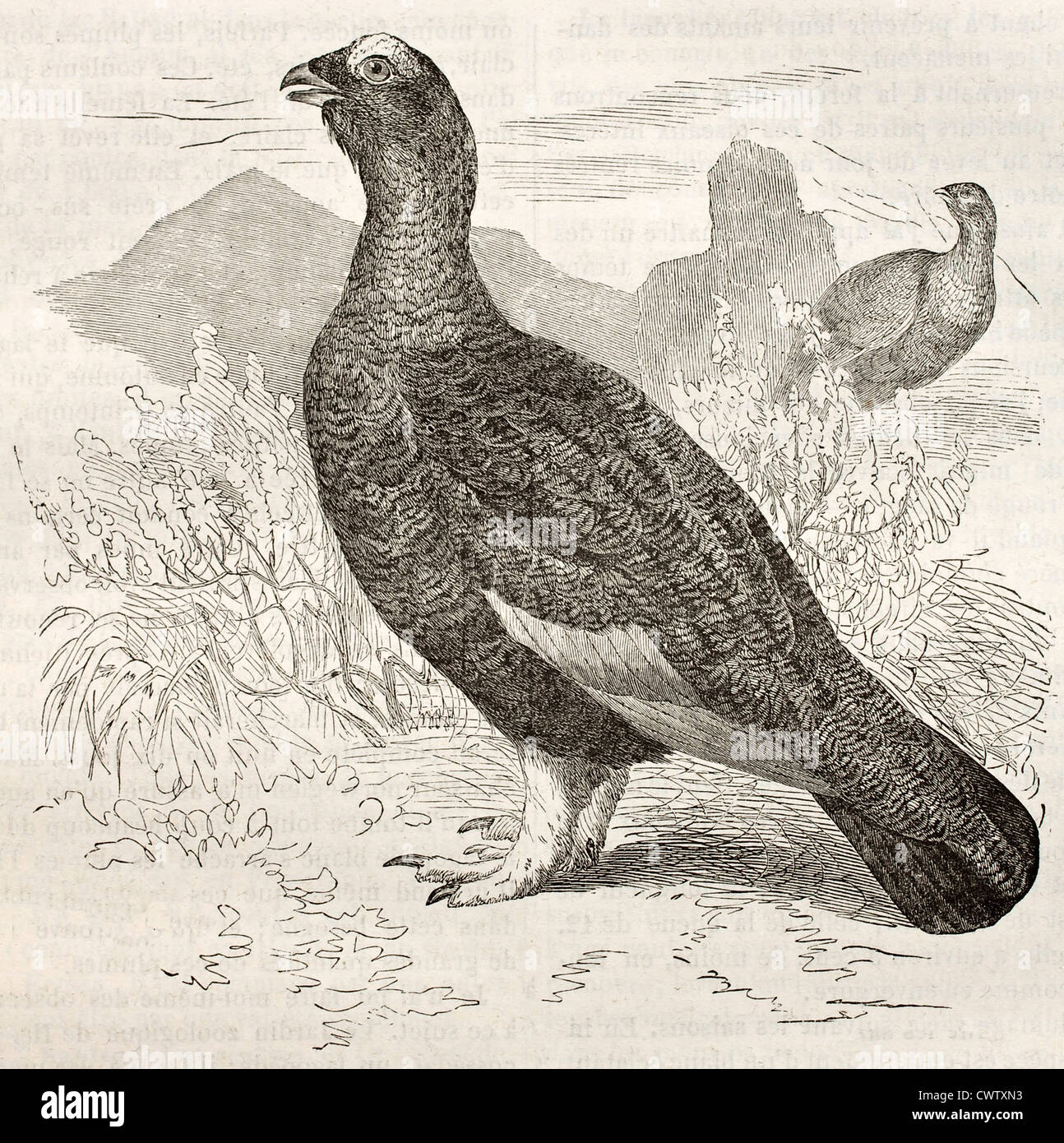 Grouse drawing hi-res stock photography and images - Alamy