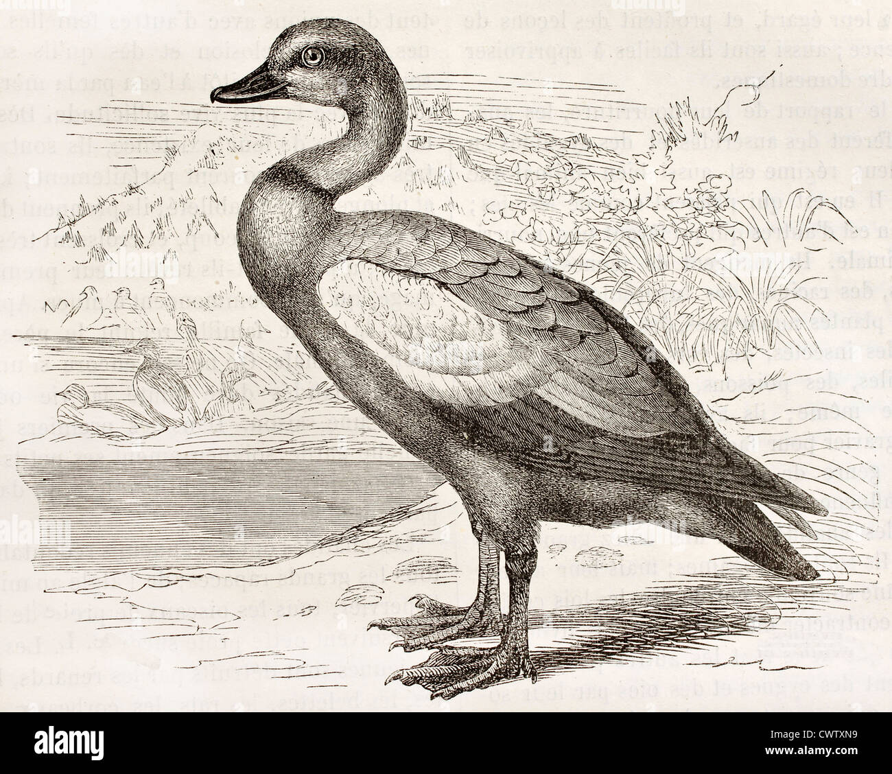 Antique duck painting hi-res stock photography and images - Alamy