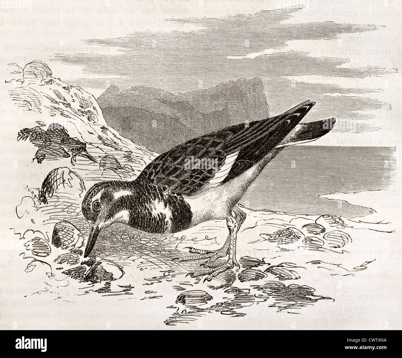 Turnstone illustration hi-res stock photography and images - Alamy