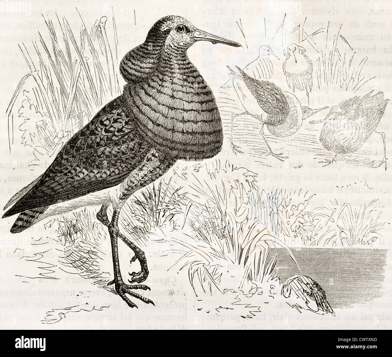 Ruff painting hi-res stock photography and images - Alamy