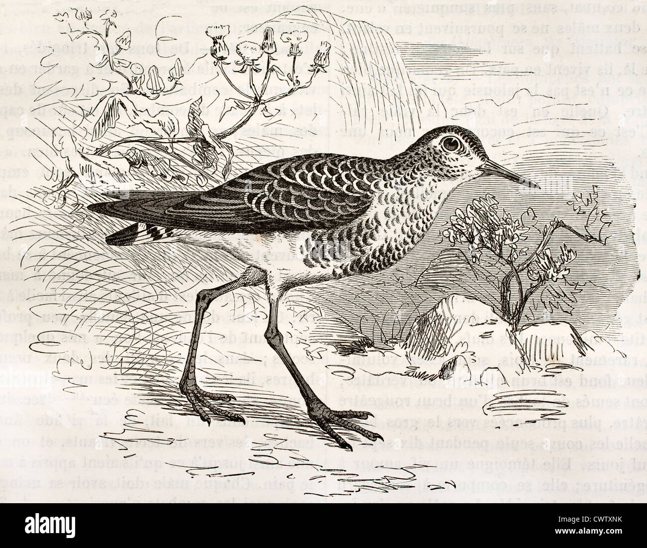 Sanderling illustration hi-res stock photography and images - Alamy