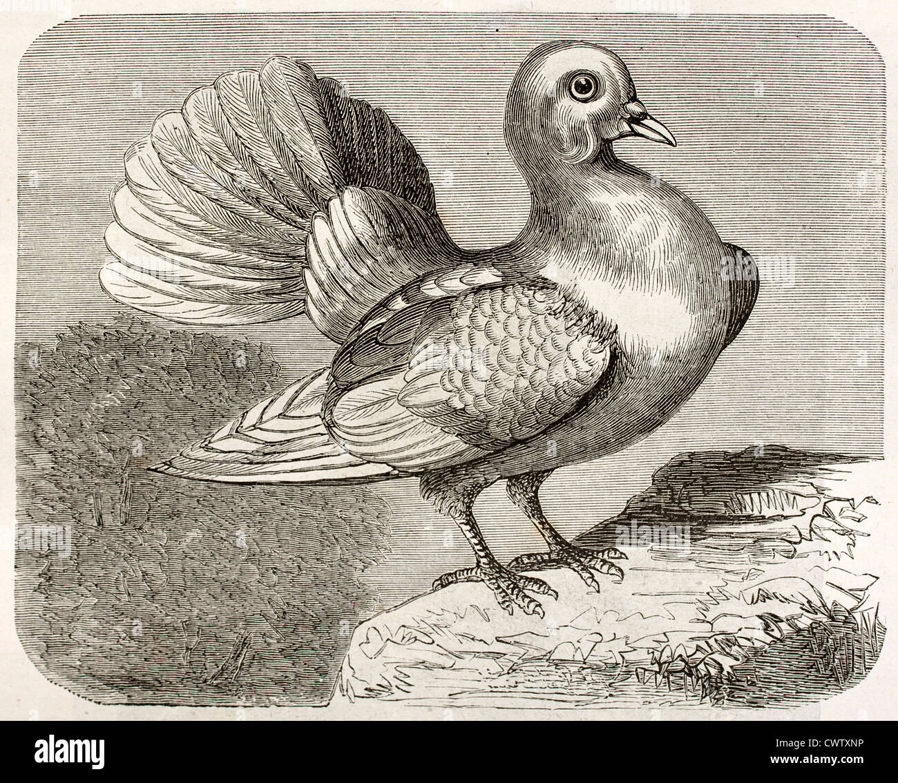 Pigeon drawing engraving hi-res stock photography and images - Alamy