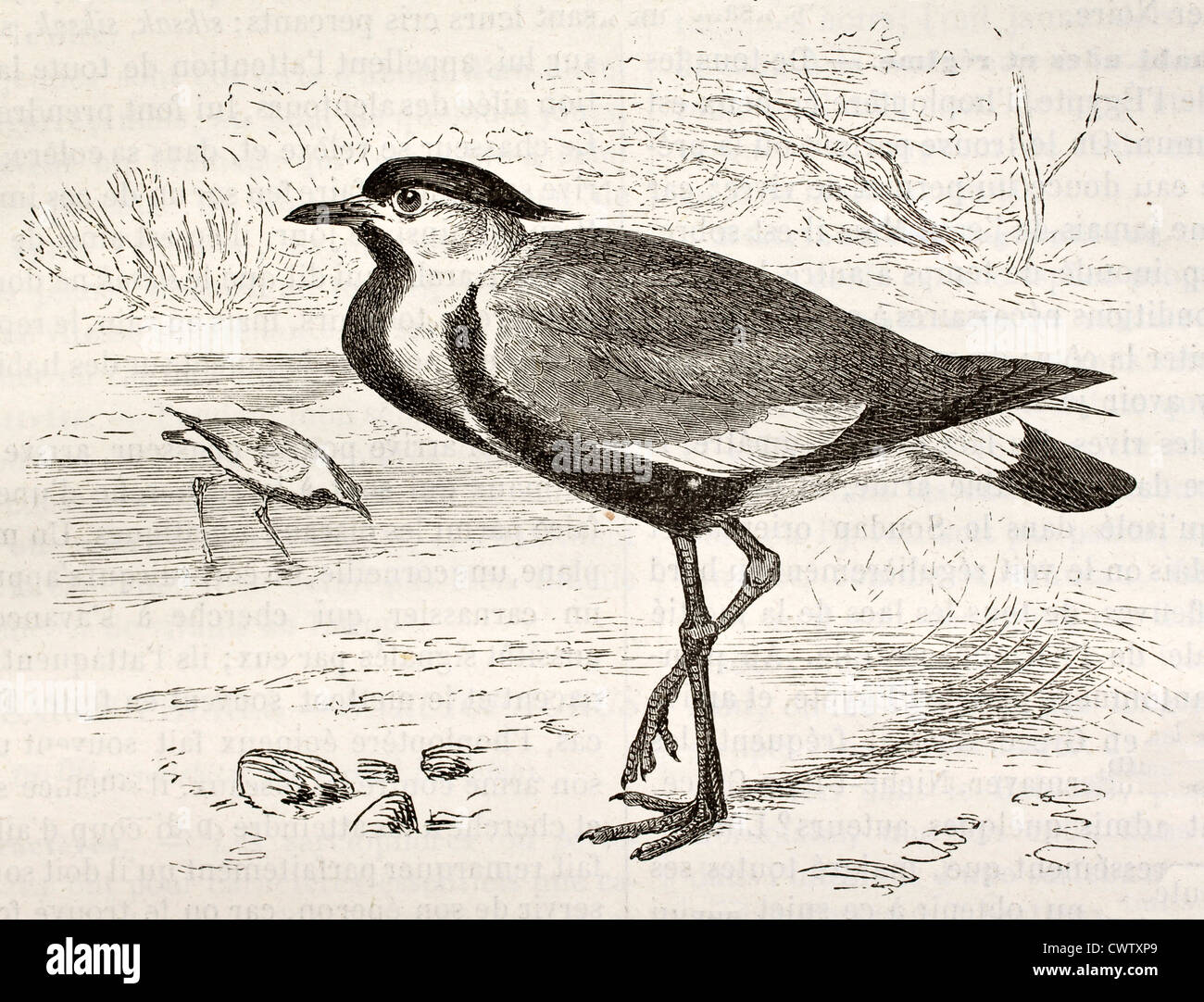 Lapwing illustration hi-res stock photography and images - Alamy