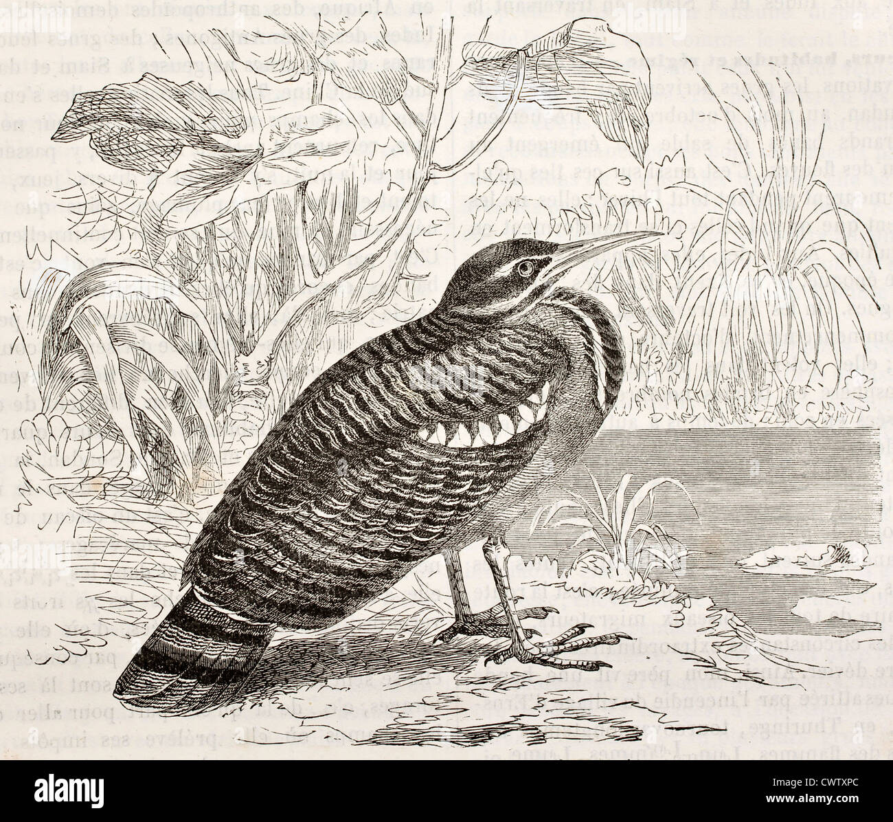 Sunbittern wing hi-res stock photography and images - Alamy