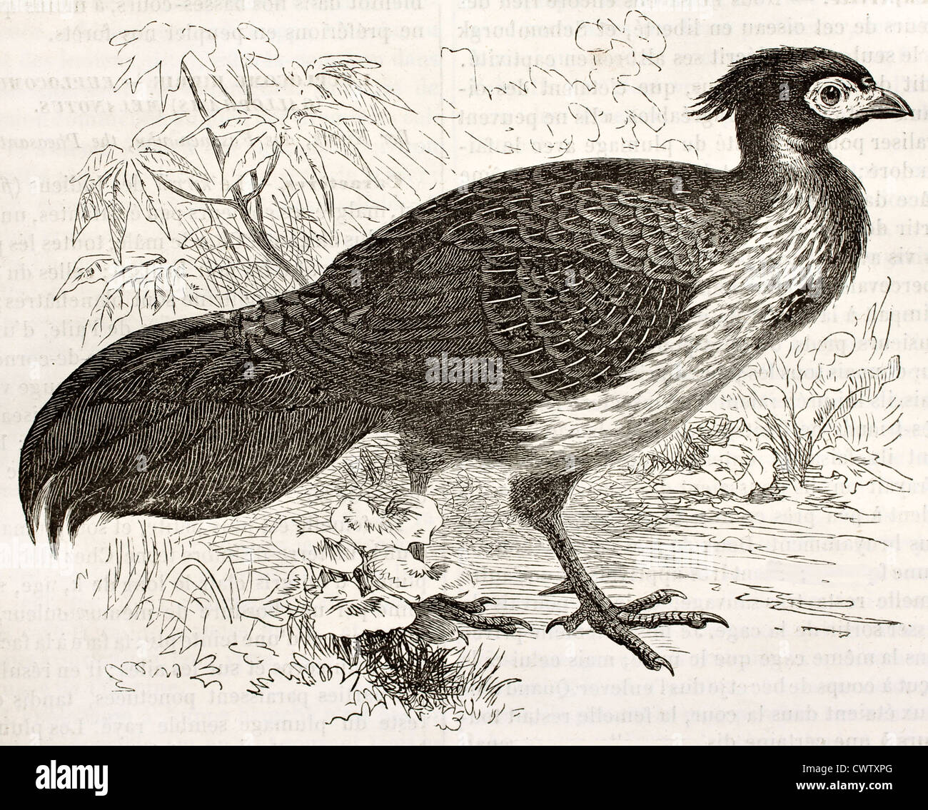 Pheasant drawing hi-res stock photography and images - Alamy