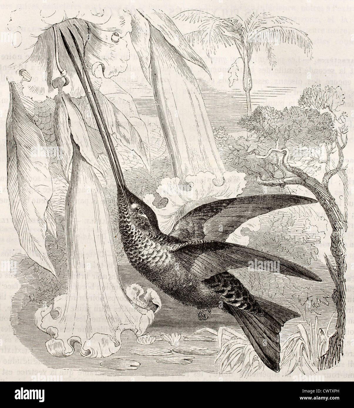 Long tail hummingbird hi-res stock photography and images - Alamy