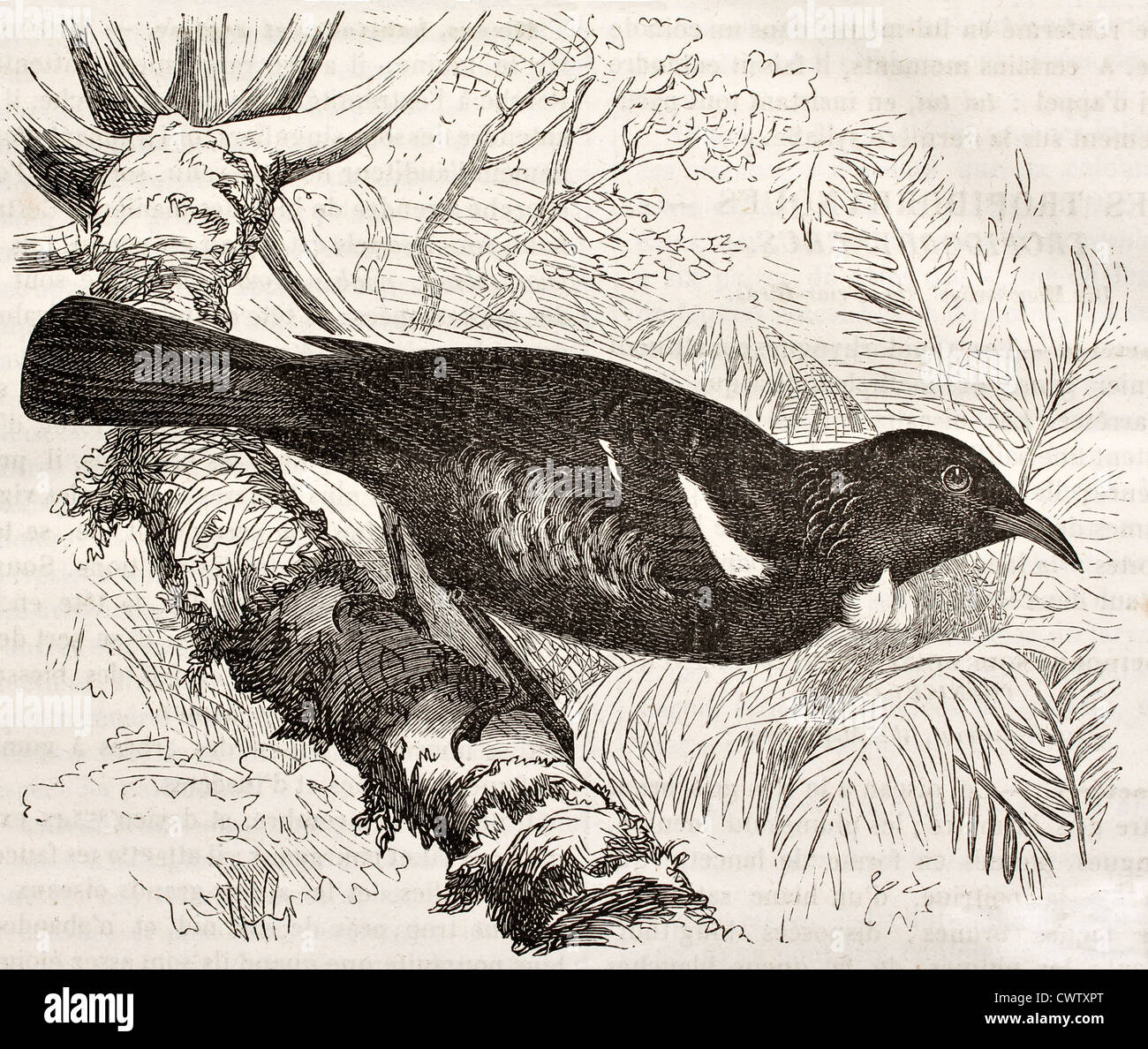 Tui bird illustration hi-res stock photography and images - Alamy