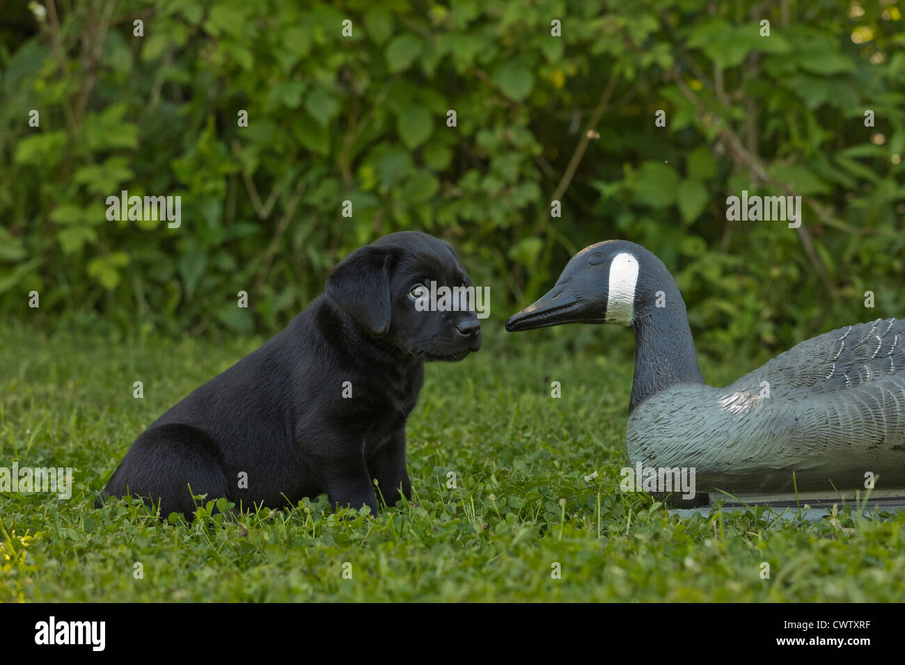 Black Labrador puppy and goose decoy Stock Photo - Alamy