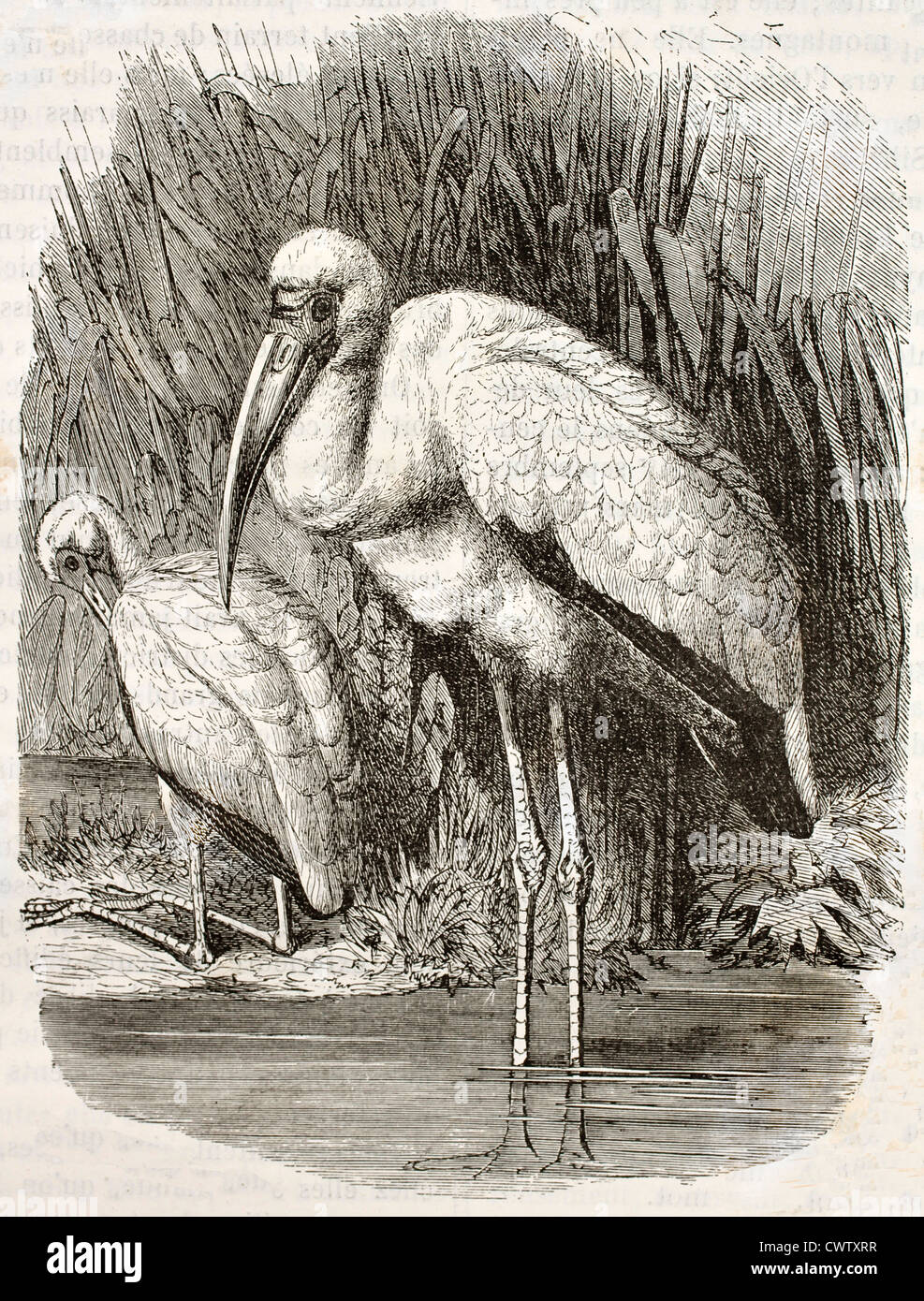 Stork Bird Drawing High Resolution Stock Photography and Images - Alamy